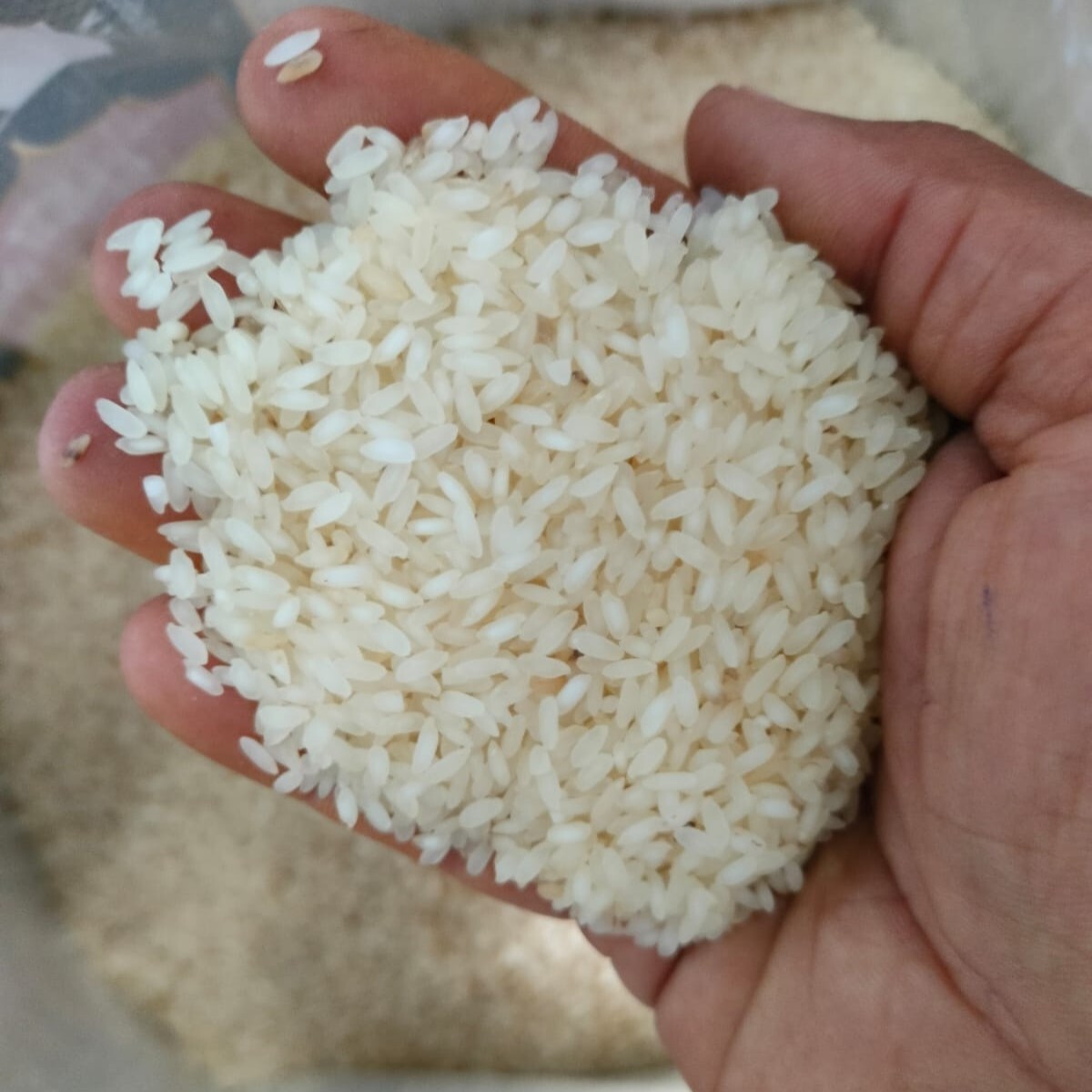 Buy Kichili Samba - Get a Taste of Authentic White Rice: Local Heritage ...